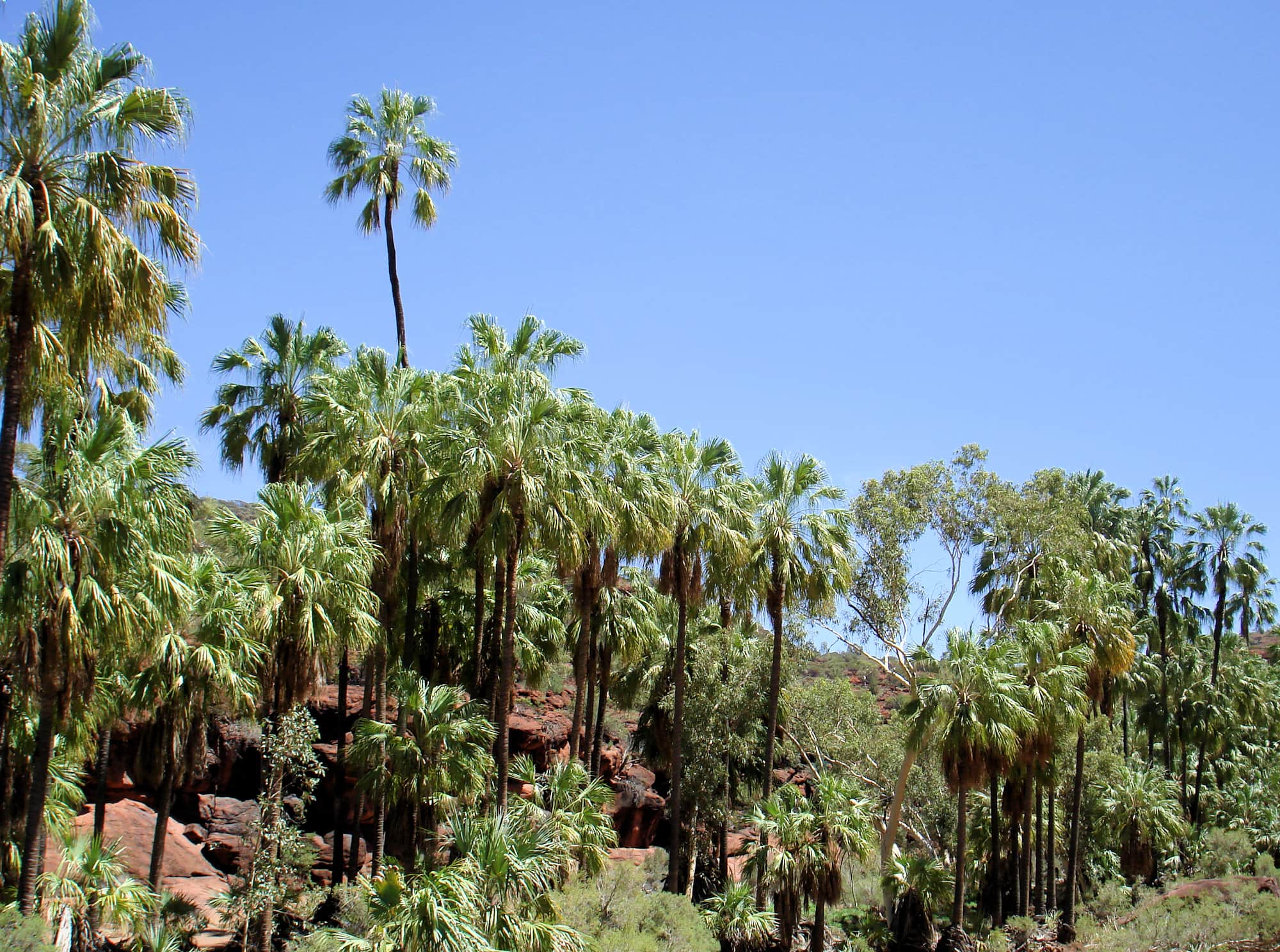 Palm Valley – Ausemade