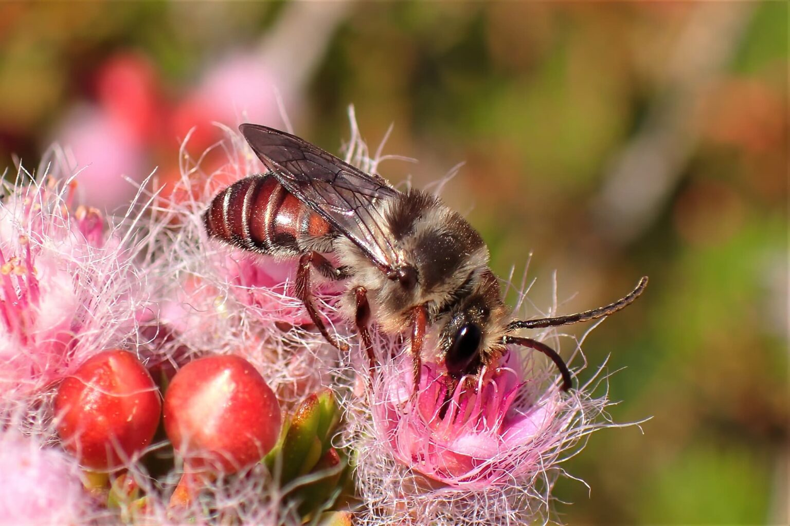 Anthoglossa nigrocinctus – Ausemade