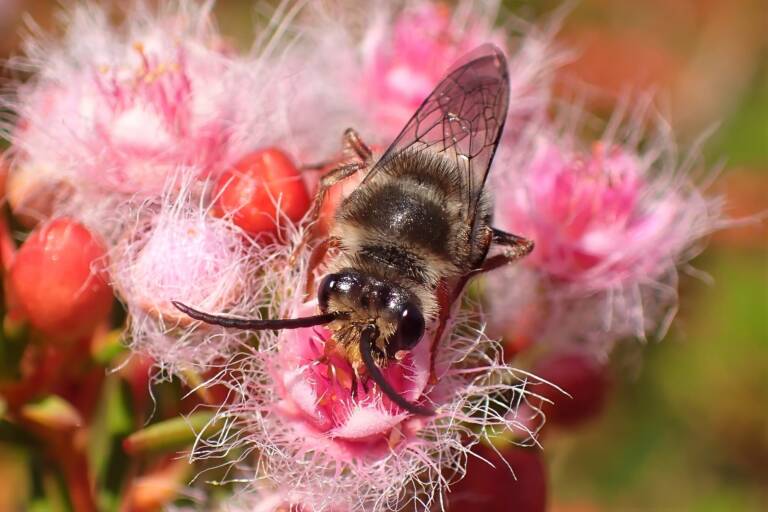 Anthoglossa nigrocinctus – Ausemade