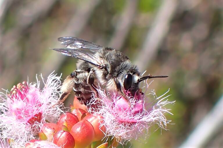 Anthoglossa nigrocinctus – Ausemade