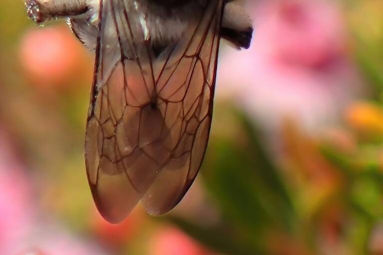 Anthoglossa nigrocinctus – Ausemade