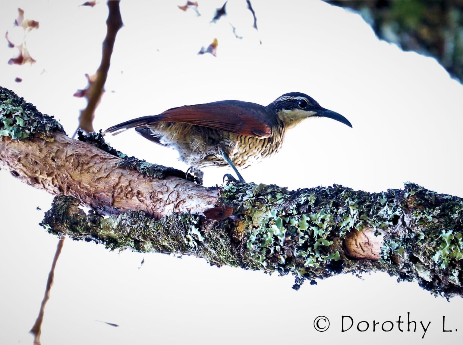 Paradise Riflebird – Ausemade