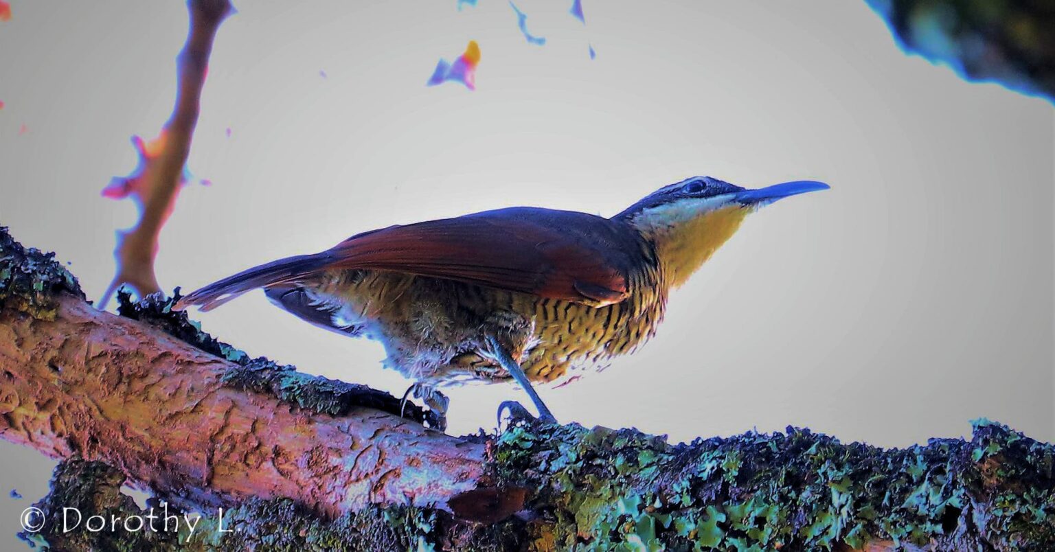 Paradise Riflebird – Ausemade