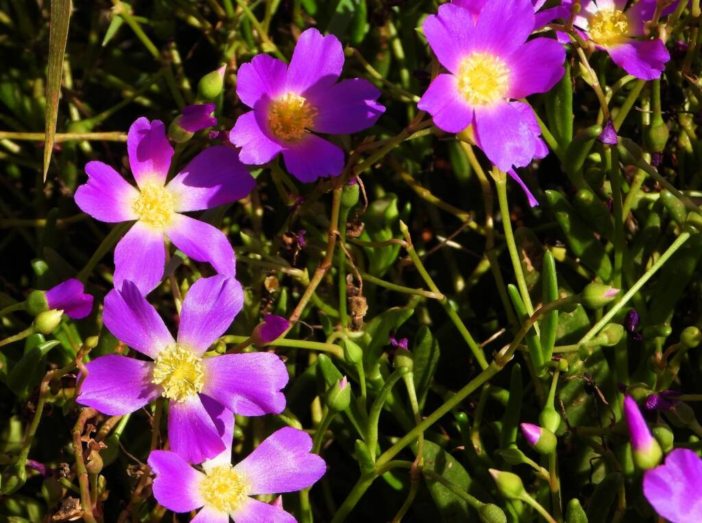 Parakeelyas (Calandrinia) – Ausemade