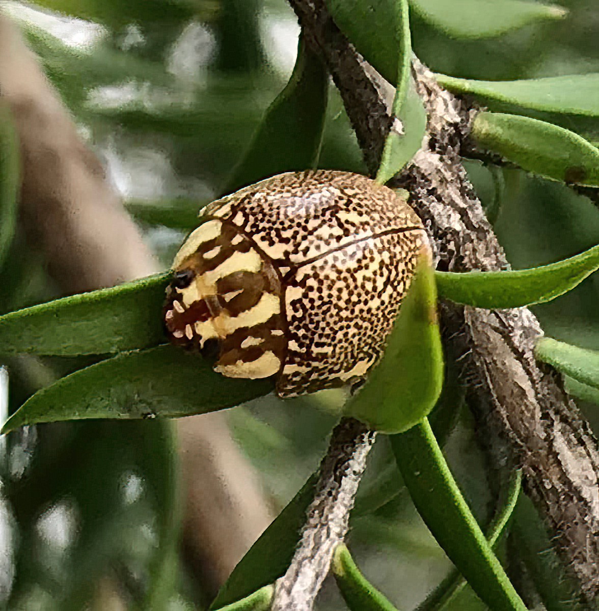 Paropsis sospita – Ausemade