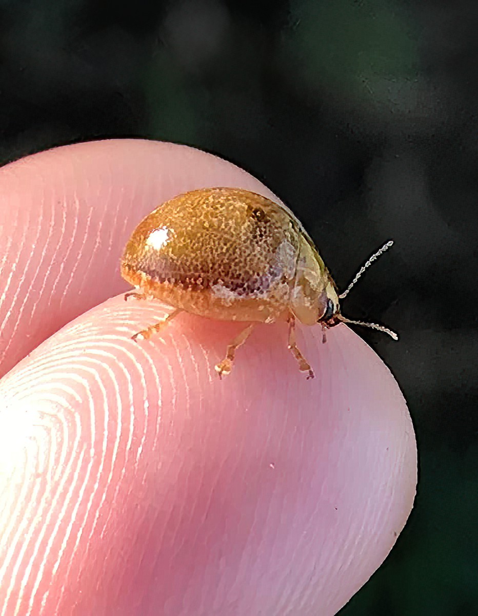 Paropsis sospita – Ausemade