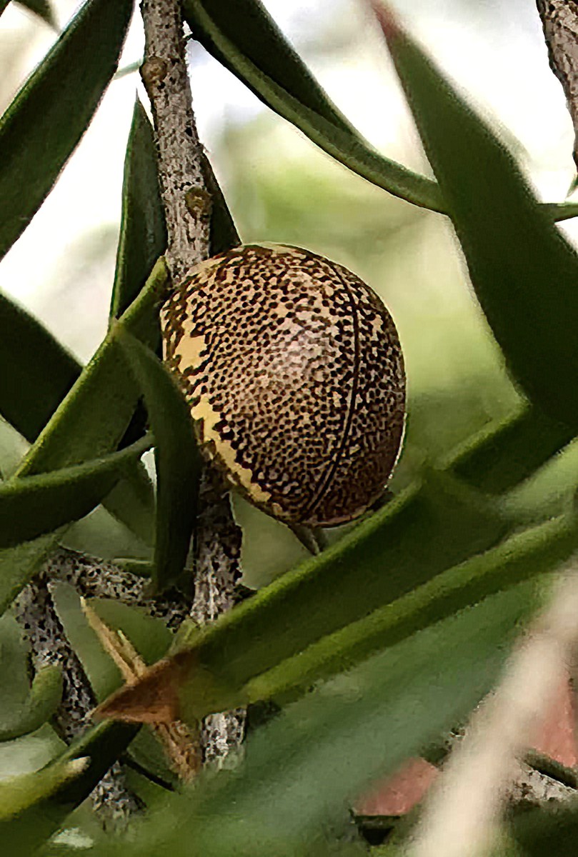 Paropsis sospita – Ausemade