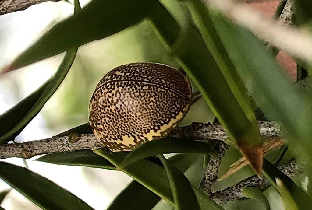 Paropsis sospita – Ausemade