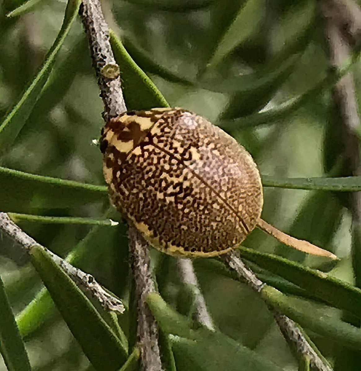 Paropsis sospita – Ausemade