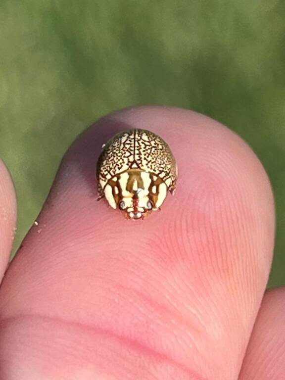 Paropsis sospita – Ausemade