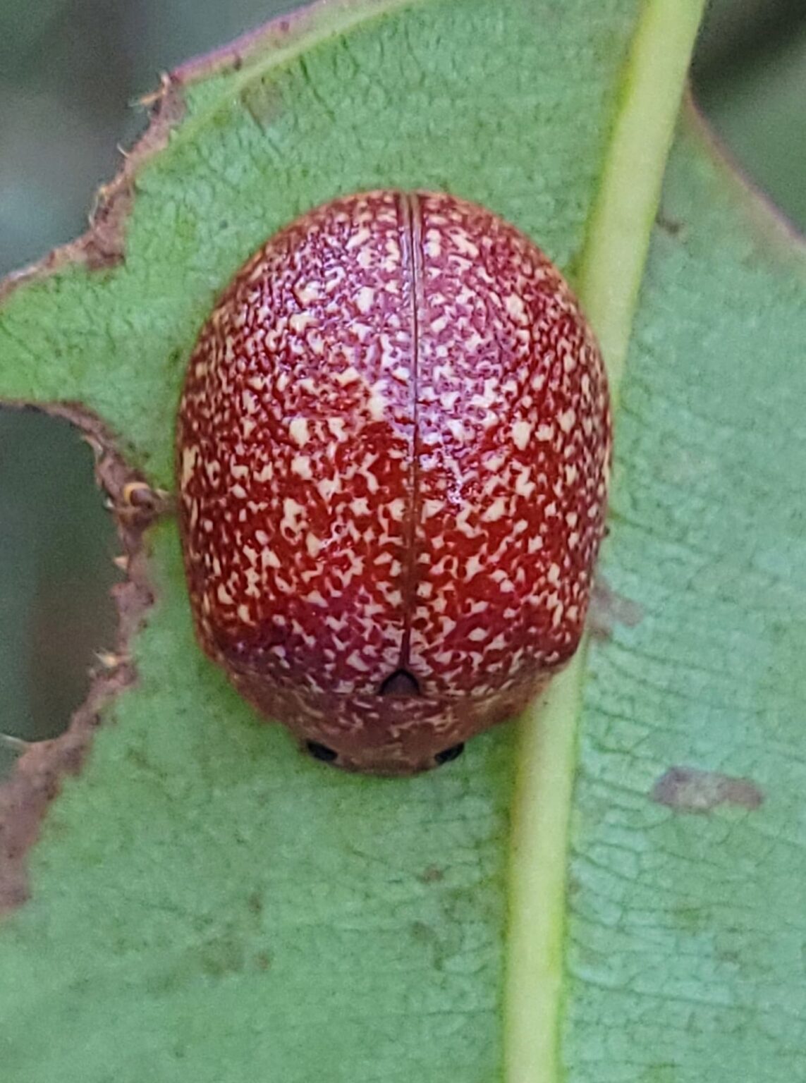 Paropsine Beetle – Ausemade