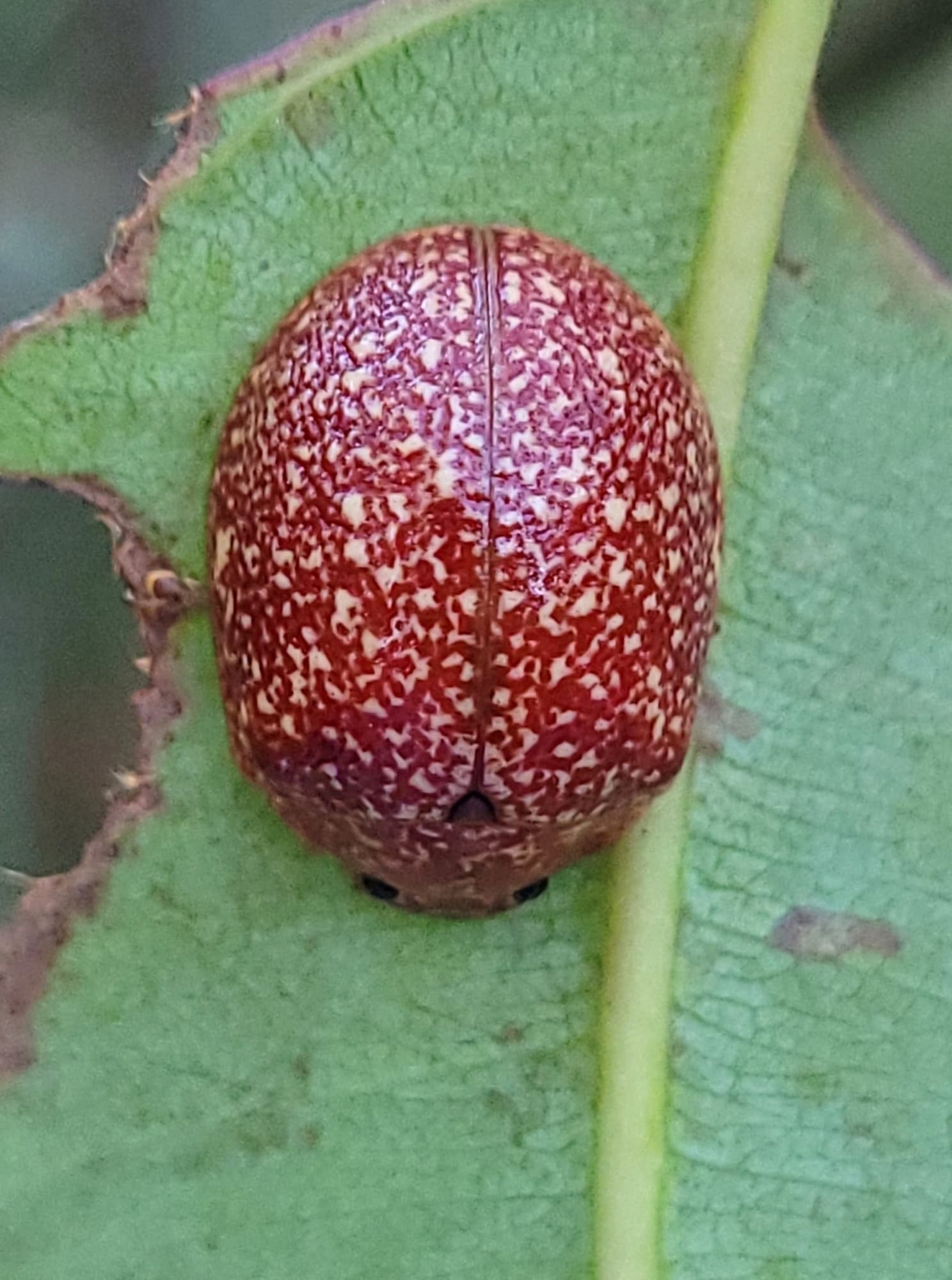 Paropsine Beetle – Ausemade