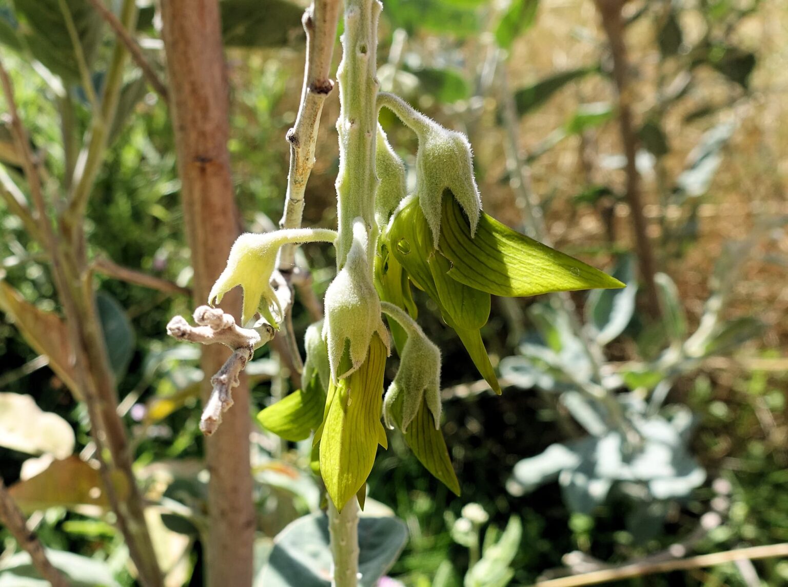 Parrot Pea – Ausemade