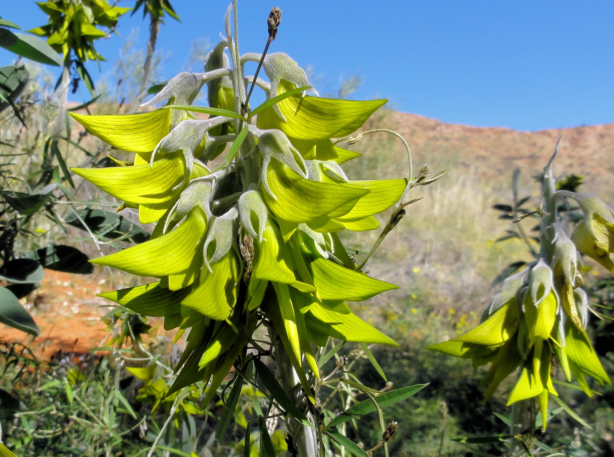 Parrot Pea – Ausemade