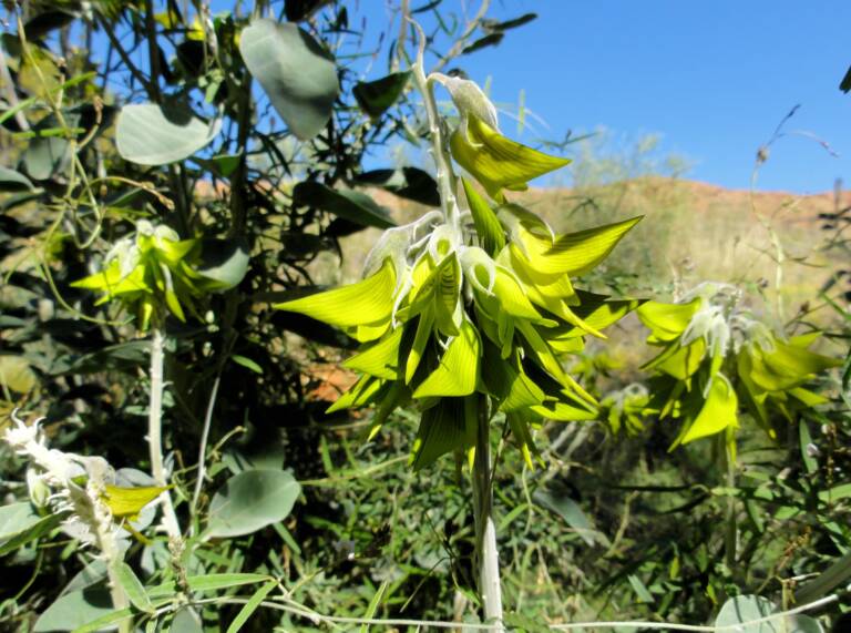 Parrot Pea – Ausemade