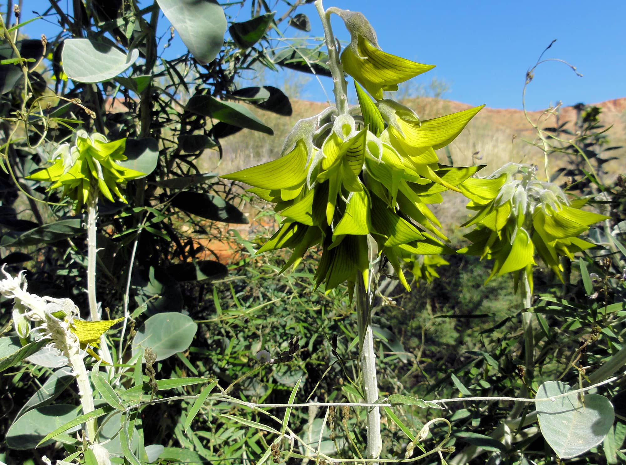 Parrot Pea – Ausemade