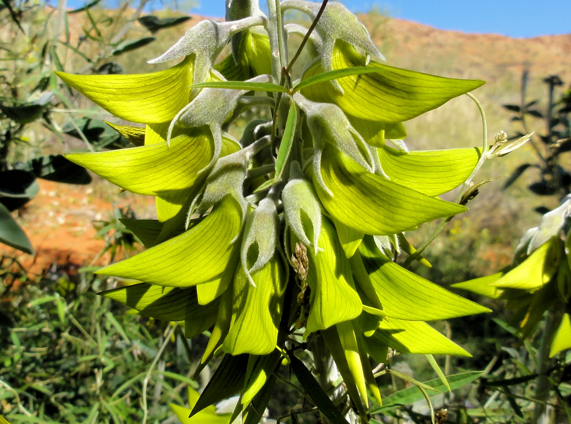 Alice Springs Desert Park – Ausemade