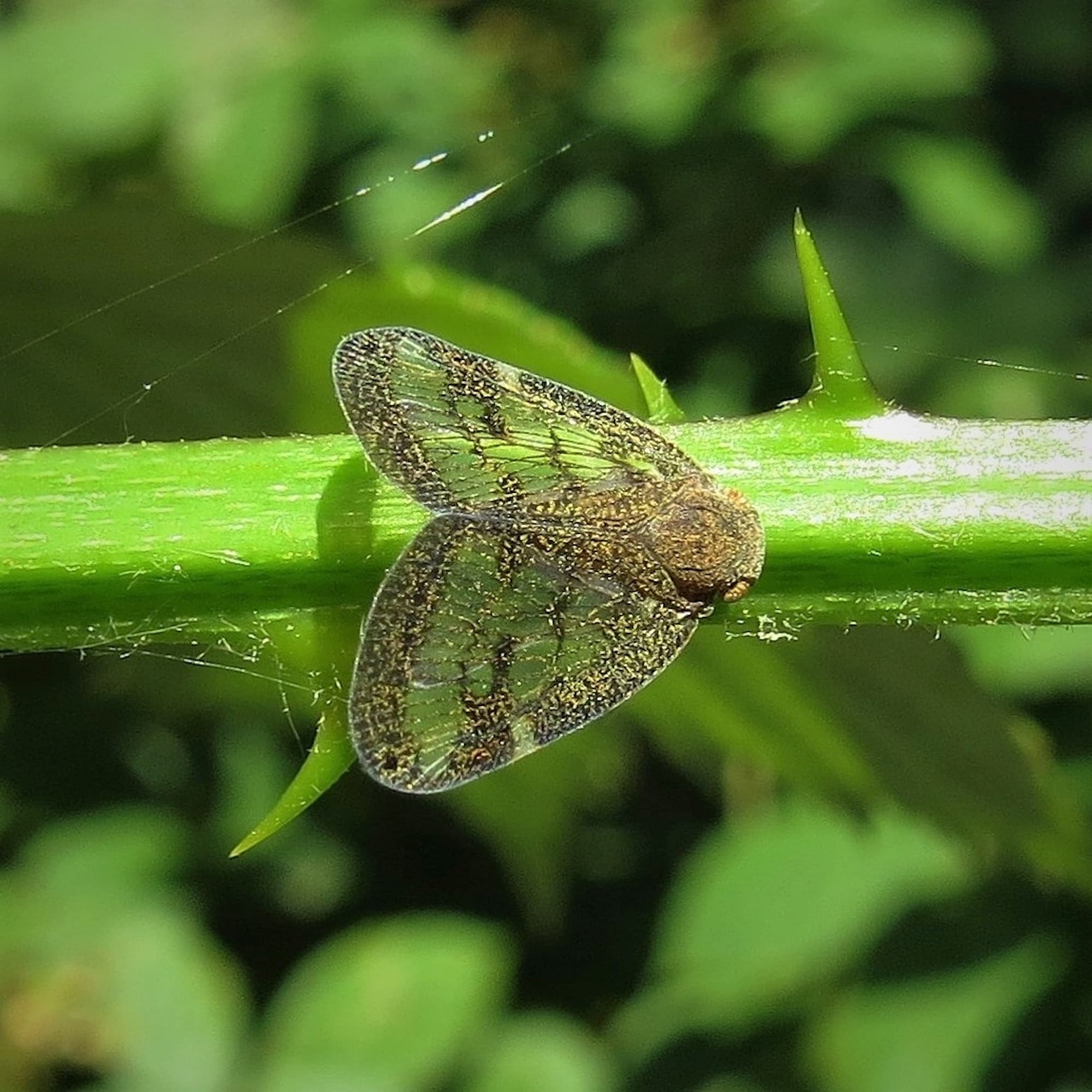 Scolypopa australis (Passionvine Hopper) – Ausemade