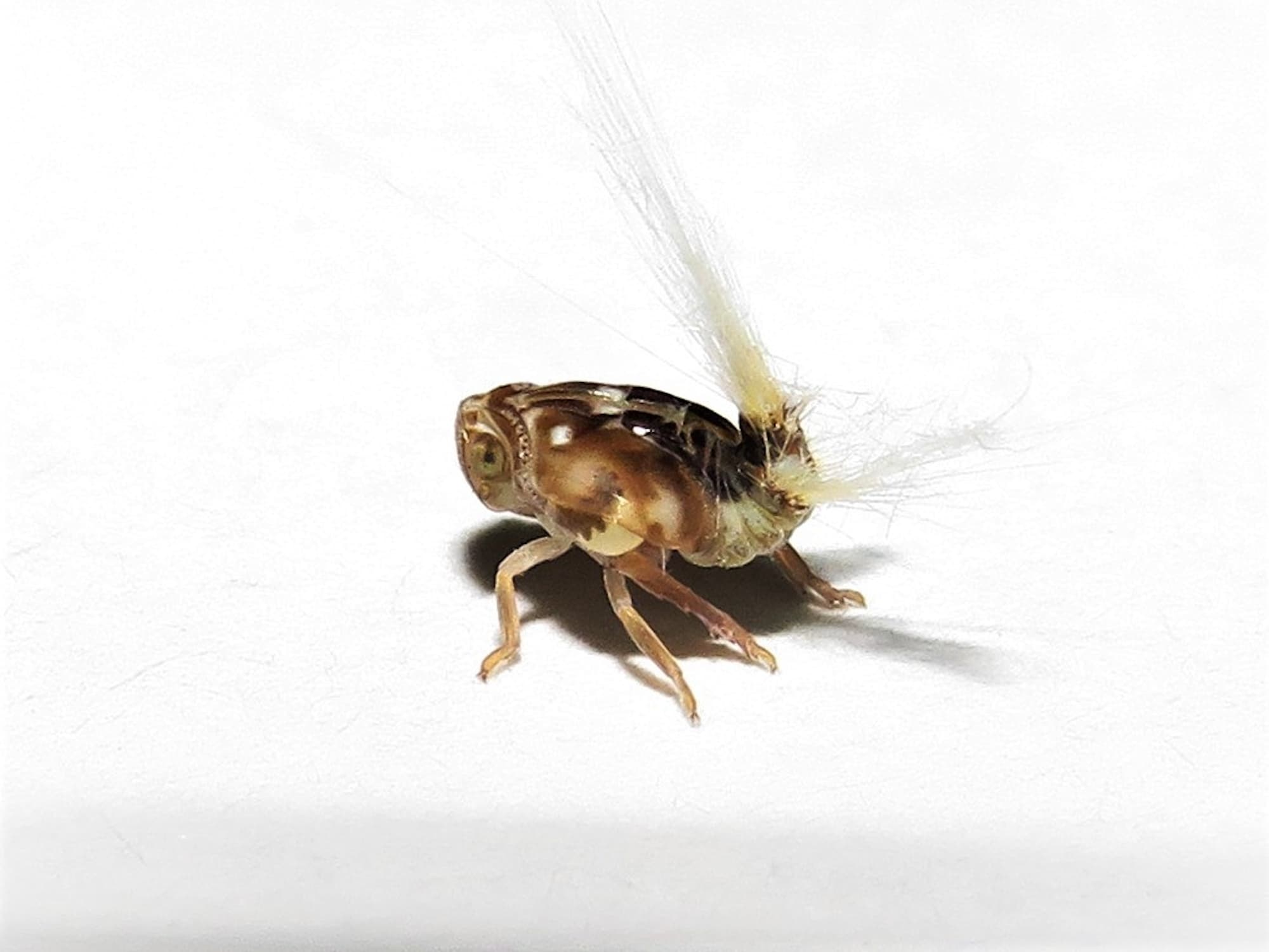 Scolypopa australis (Passionvine Hopper) – Ausemade