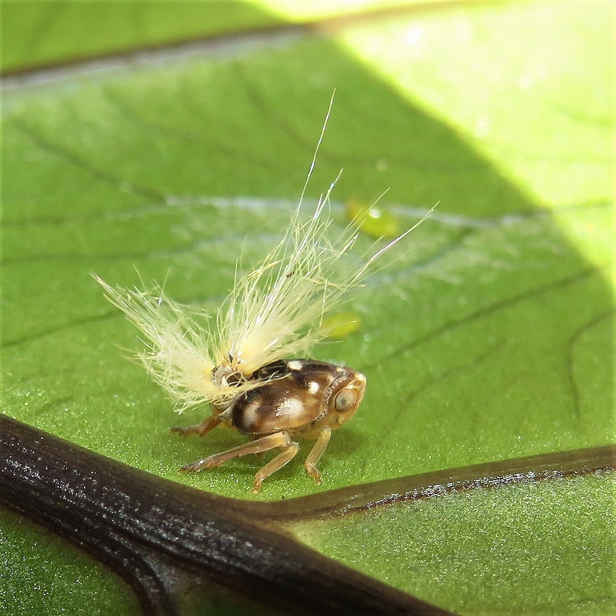 Scolypopa australis (Passionvine Hopper) – Ausemade