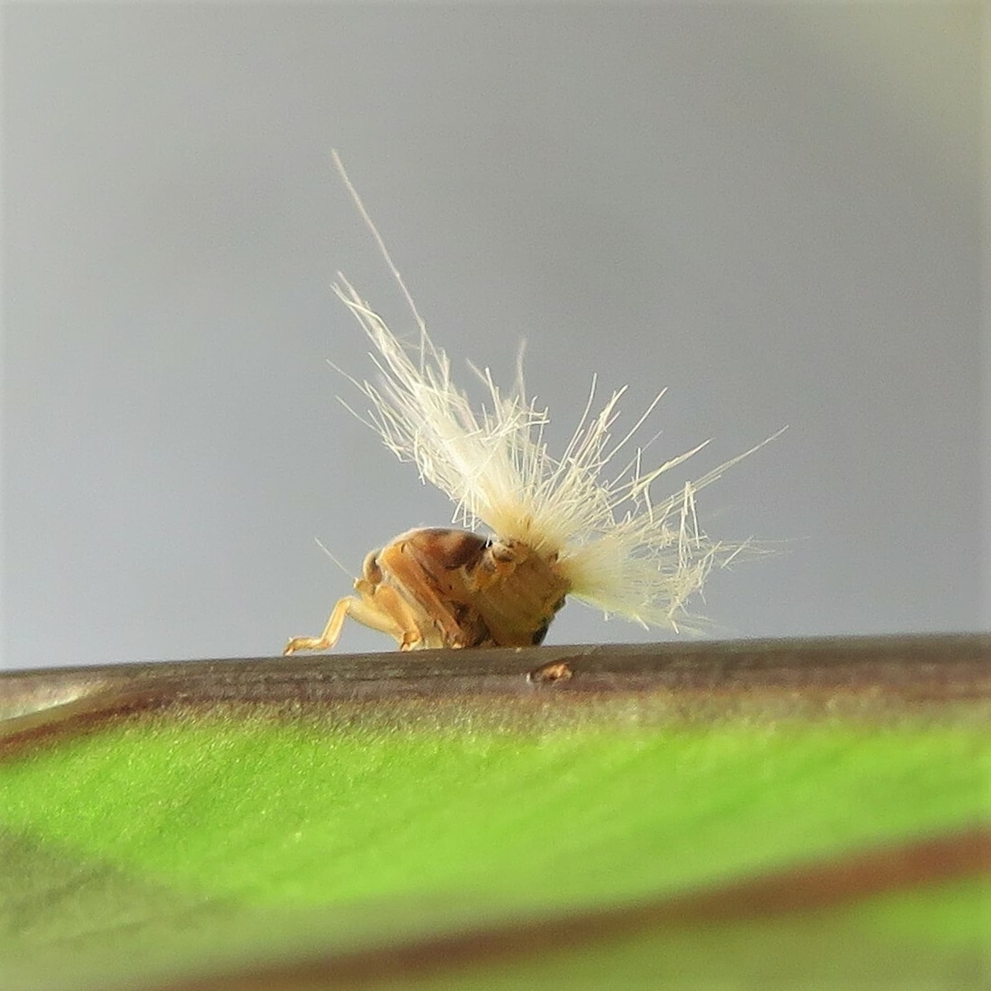 Scolypopa australis (Passionvine Hopper) – Ausemade