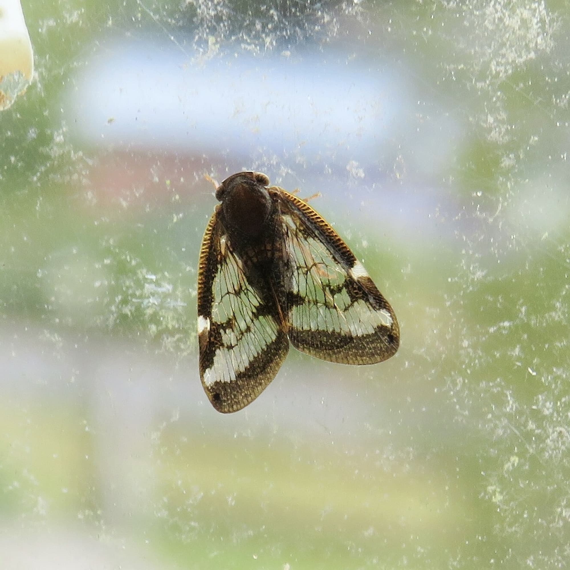 Scolypopa australis (Passionvine Hopper) – Ausemade