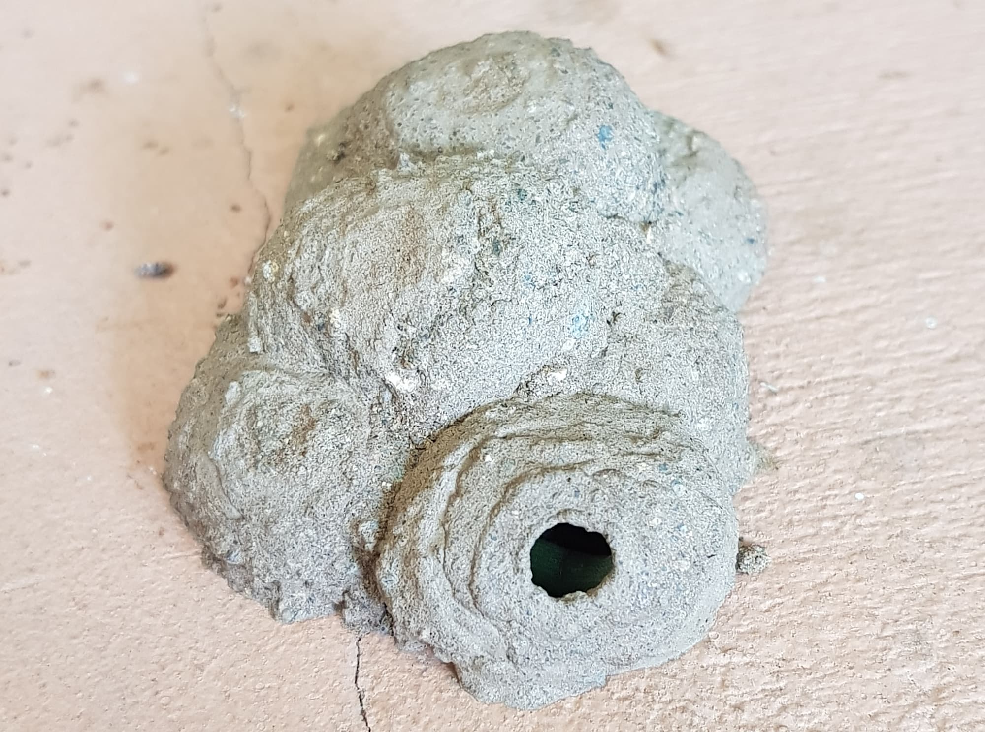 Australian Mud Nest Wasps – Ausemade