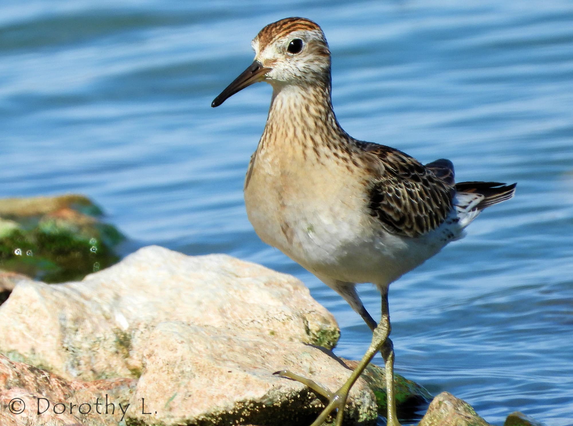 Sharp-tailed Sandpiper – Ausemade