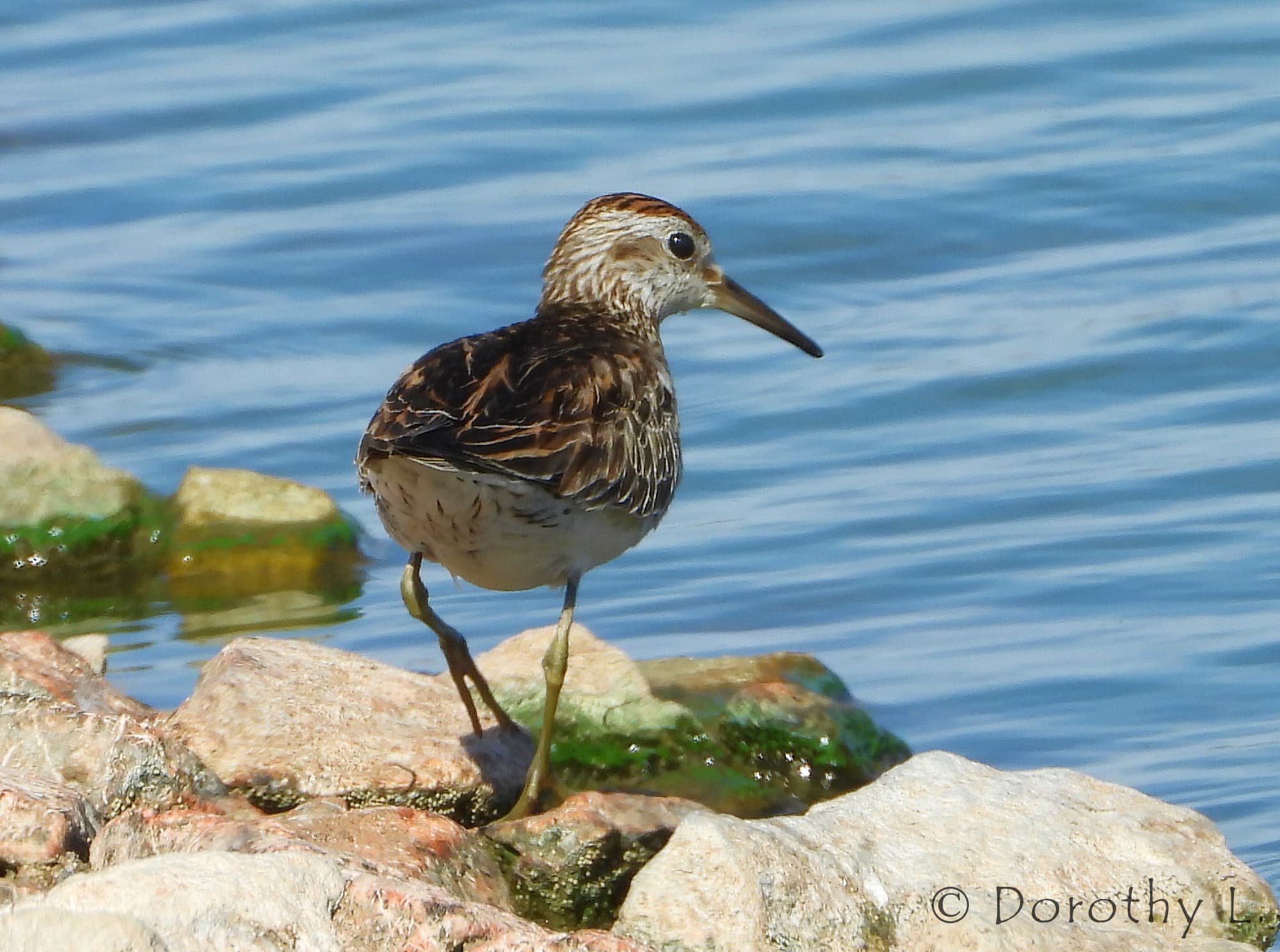 Sharp-tailed Sandpiper – Ausemade