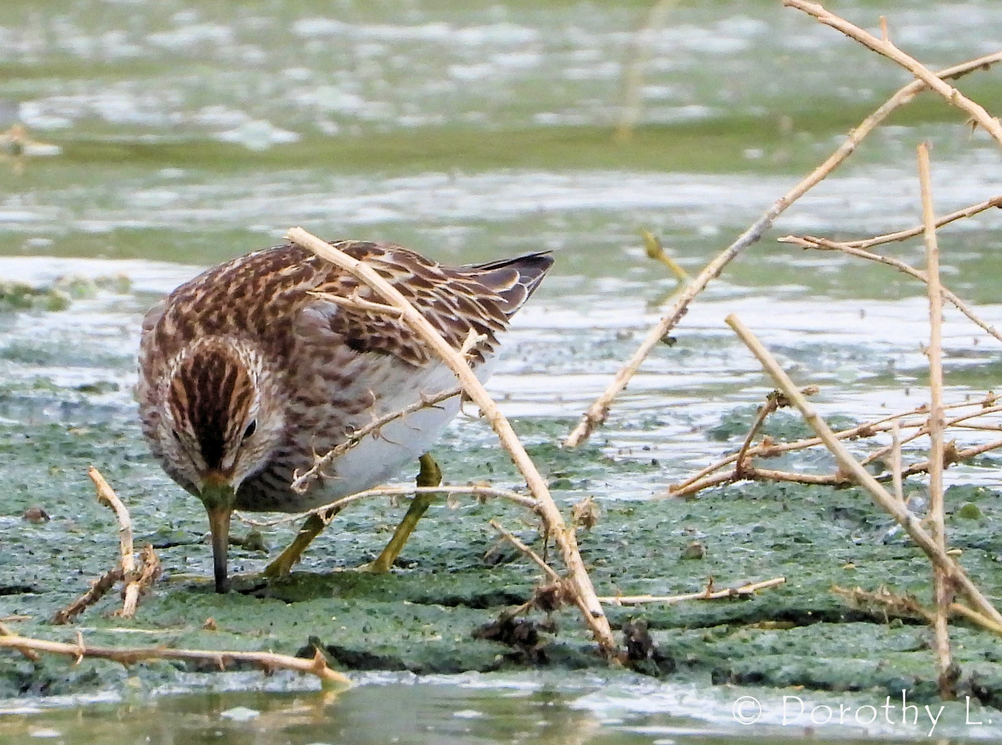 Pectoral Sandpiper – Ausemade