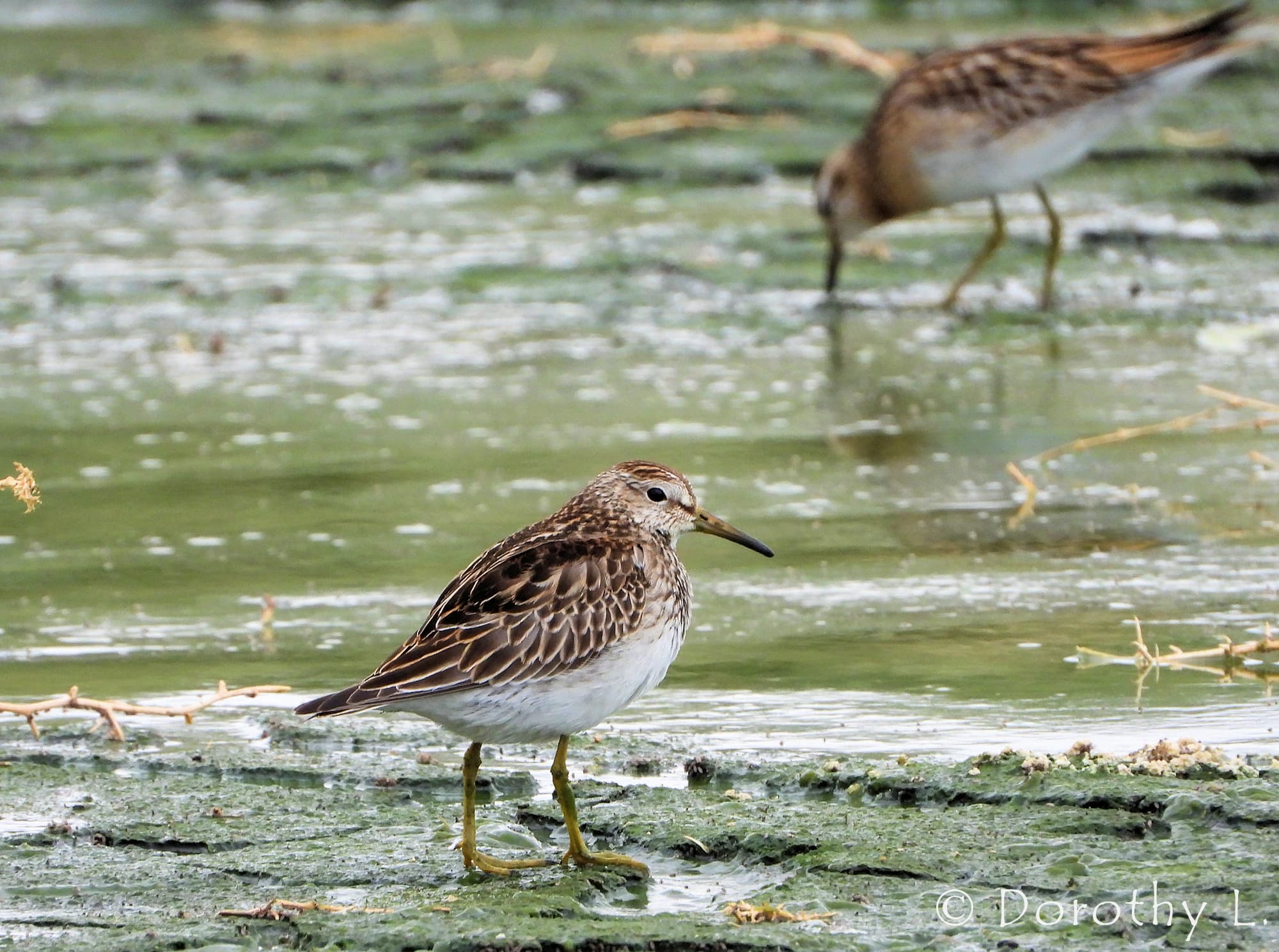 Pectoral Sandpiper – Ausemade