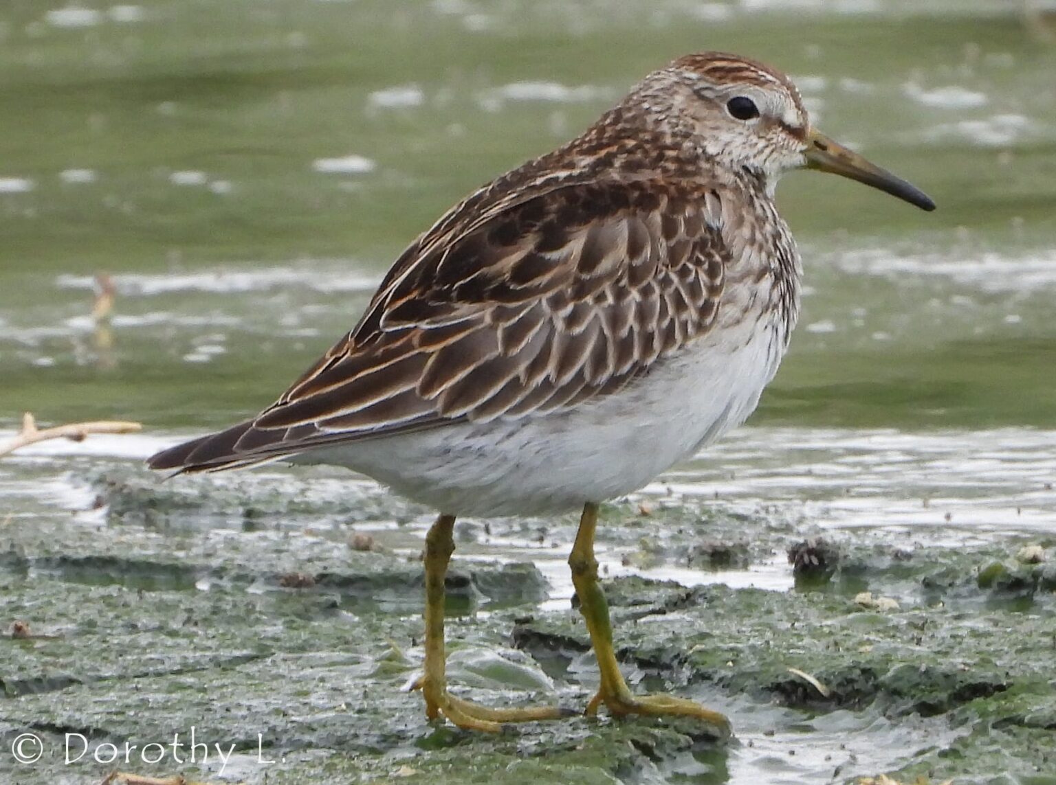 Pectoral Sandpiper – Ausemade