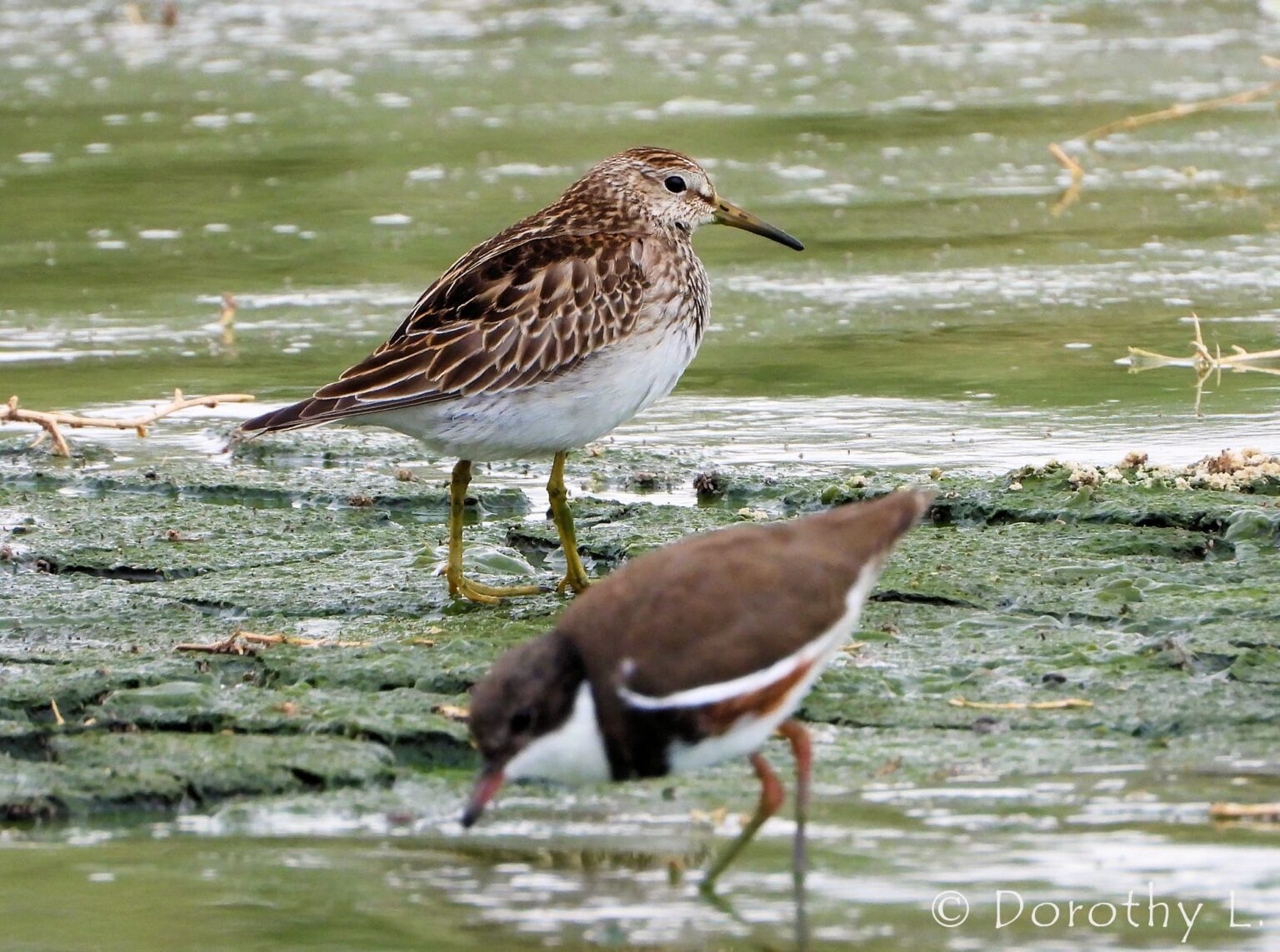Pectoral Sandpiper – Ausemade