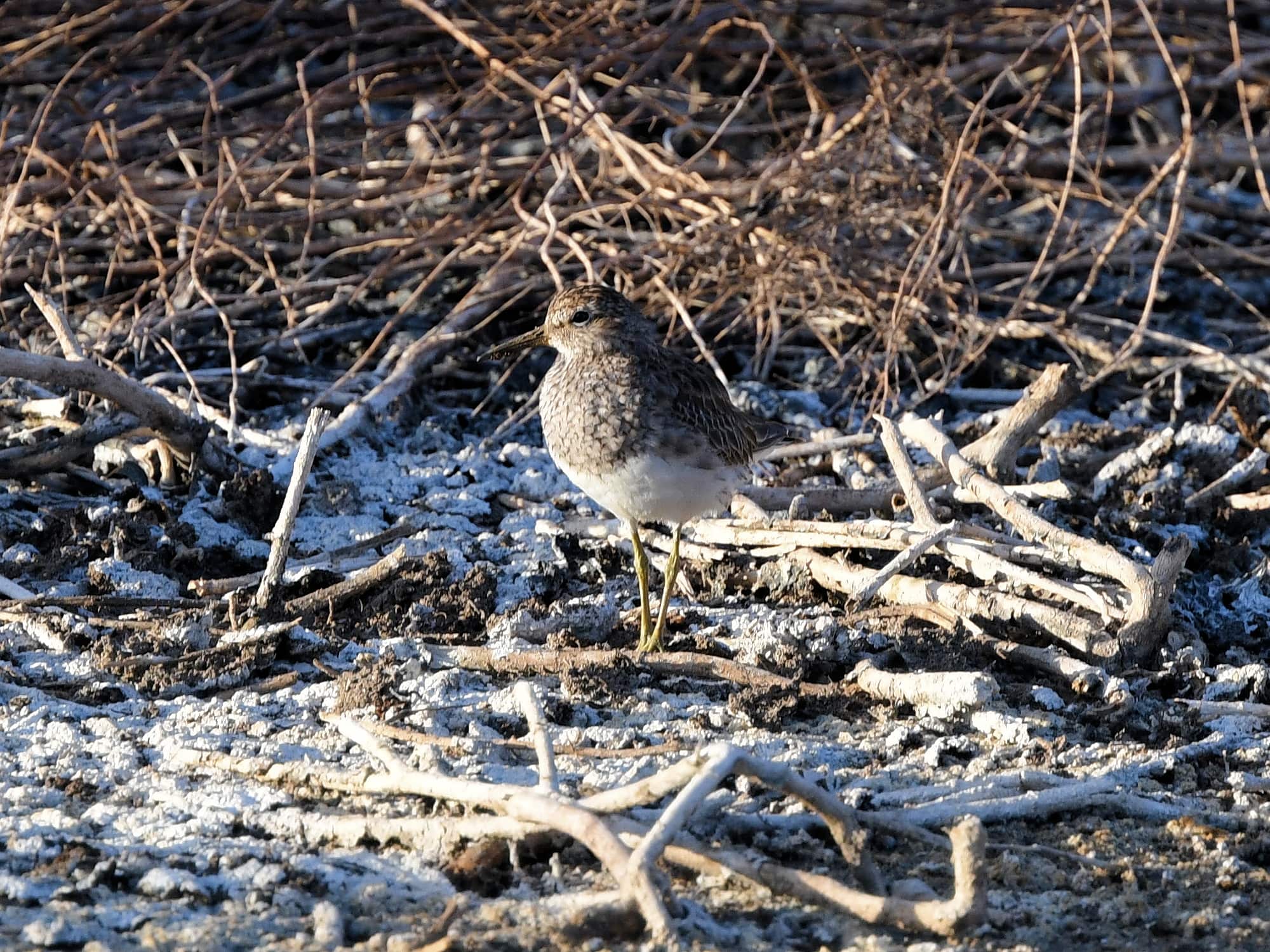 Pectoral Sandpiper at the Ponds – Ausemade