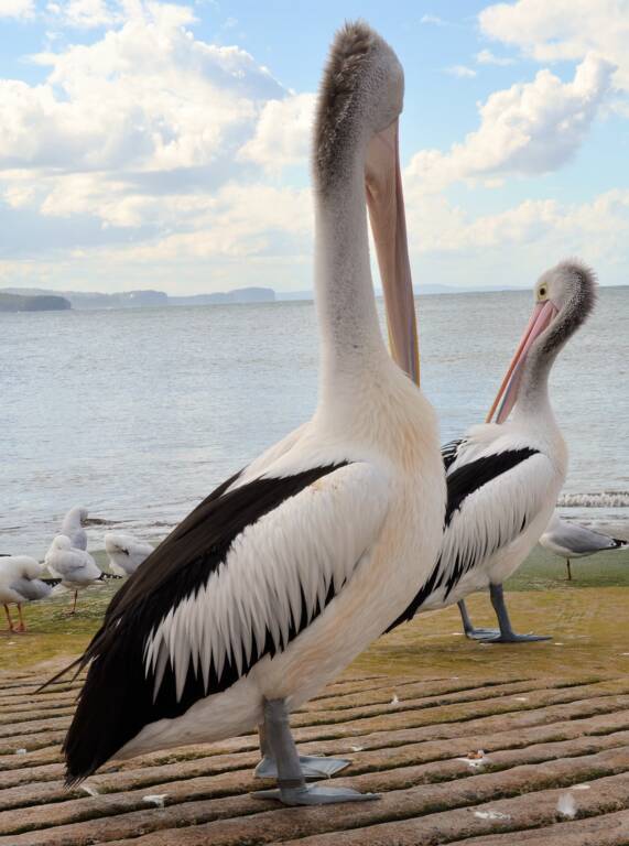 Australian Pelican – Ausemade
