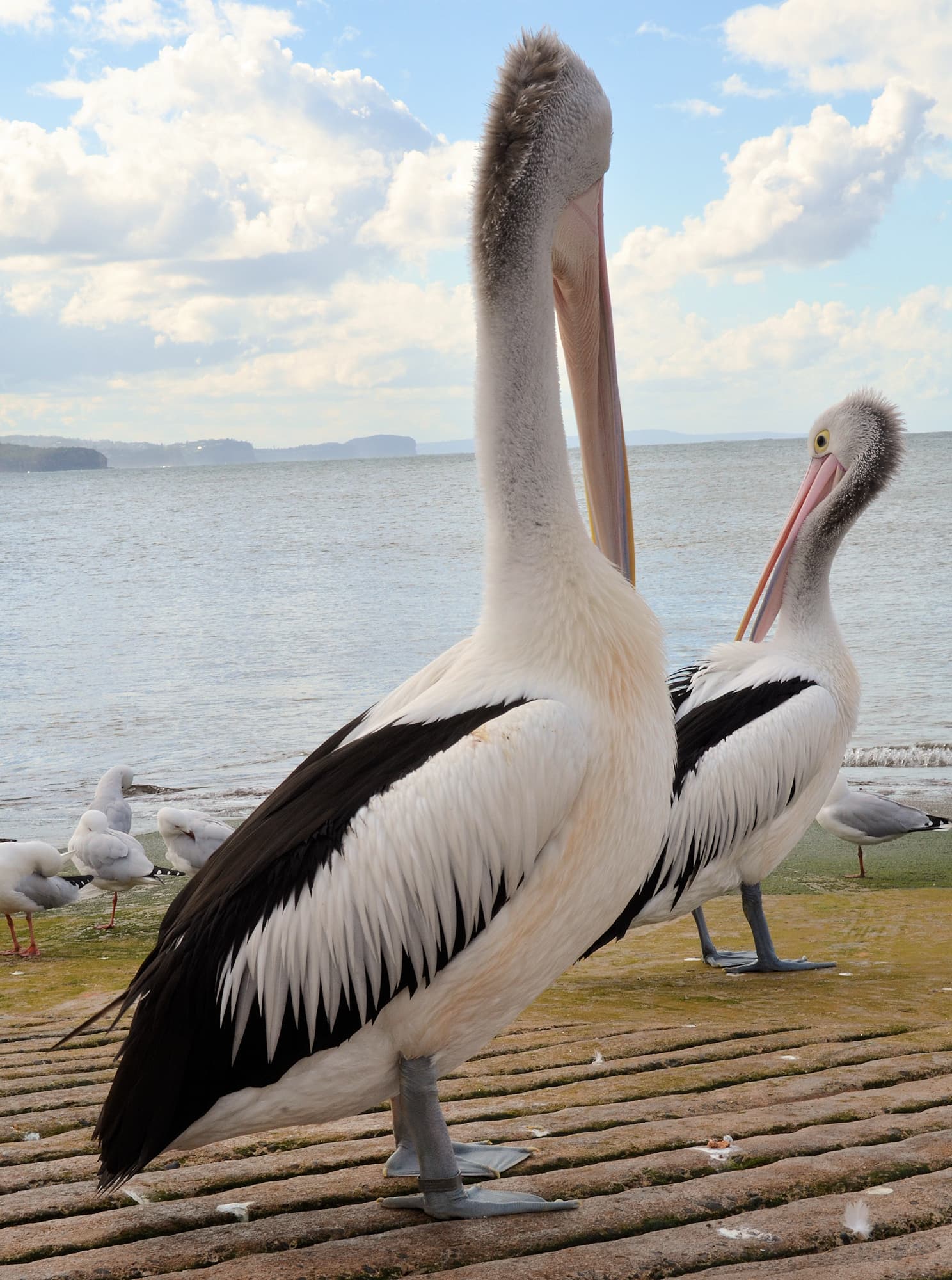 Australian Pelican – Ausemade