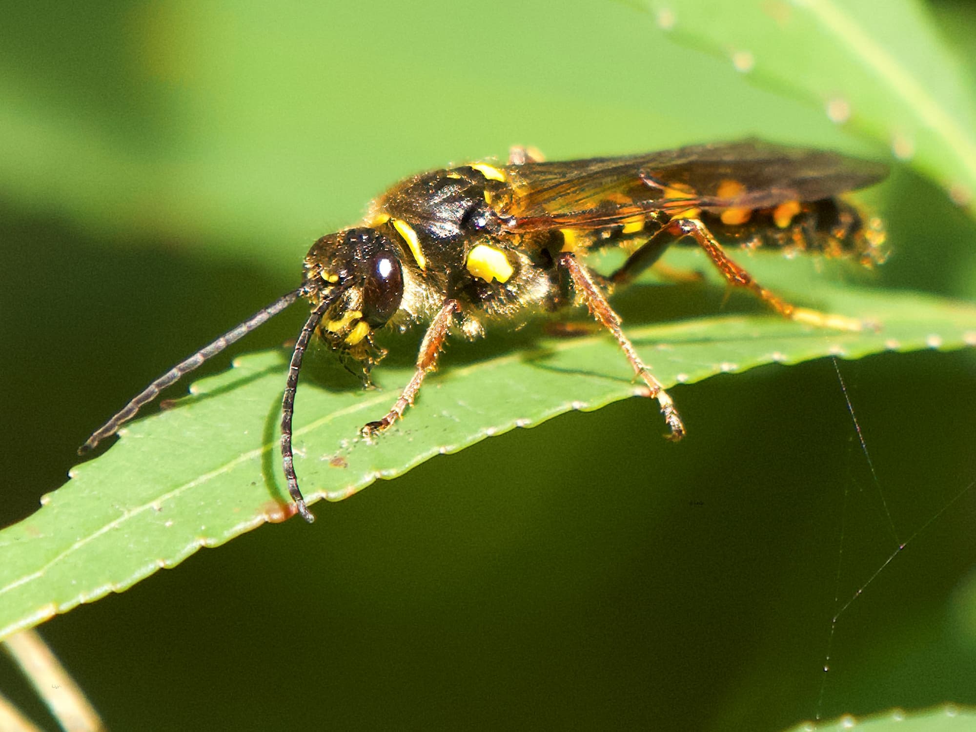 Pentazeleboria janeta – Ausemade