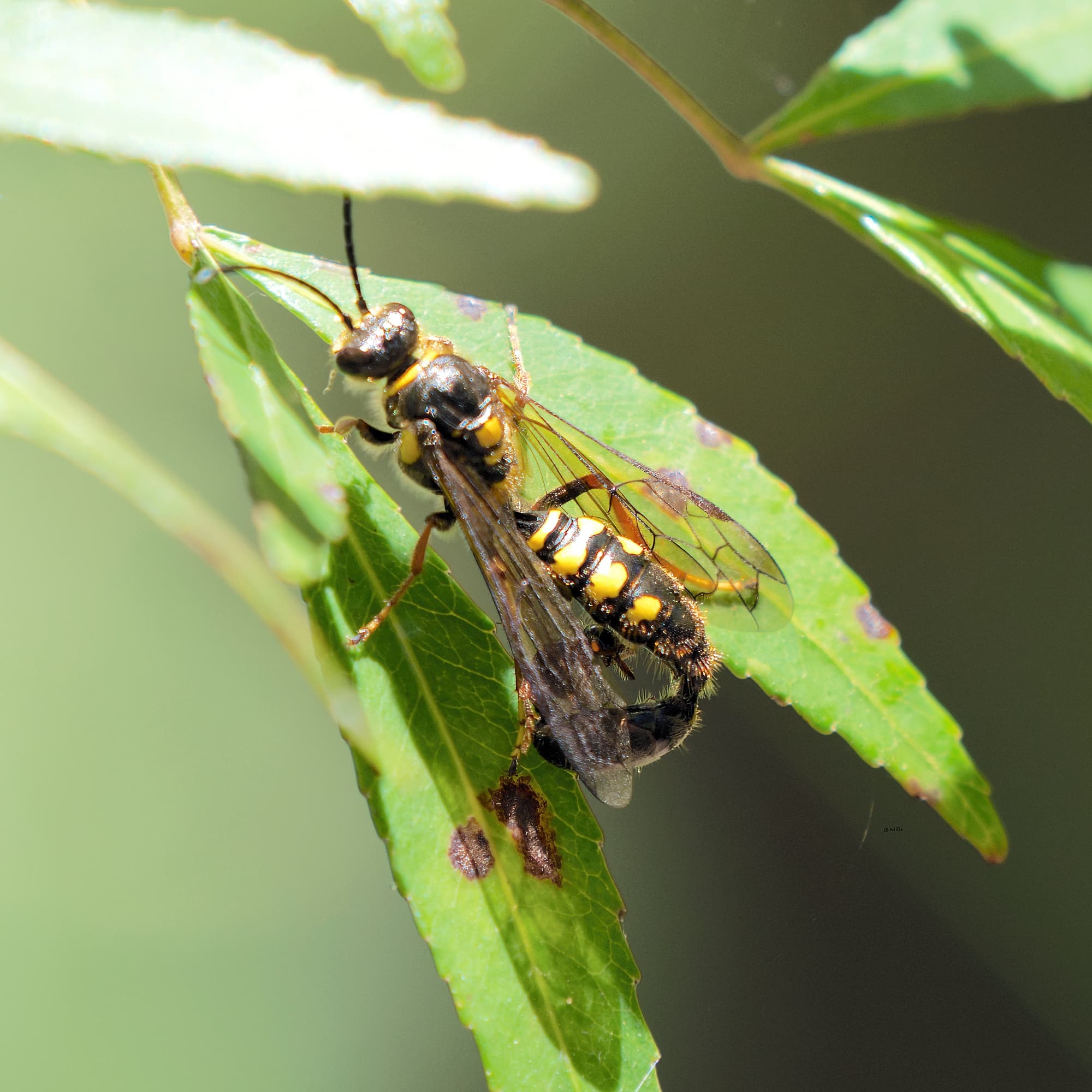 Pentazeleboria janeta – Ausemade