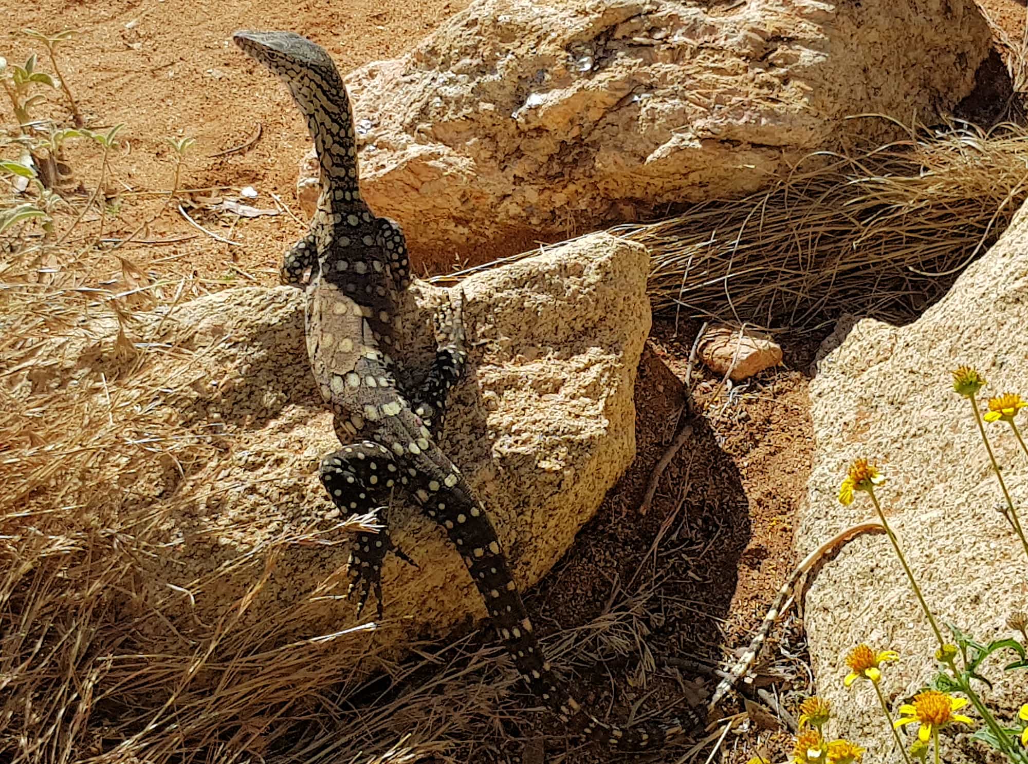 Goanna, Monitor, Perentie – Ausemade