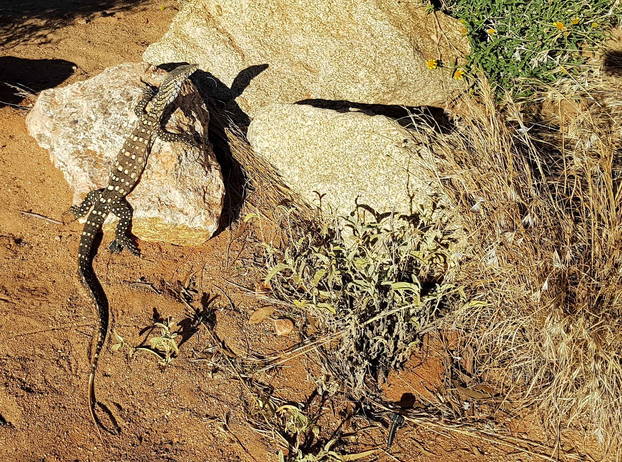 ASDP Perentie – Ausemade