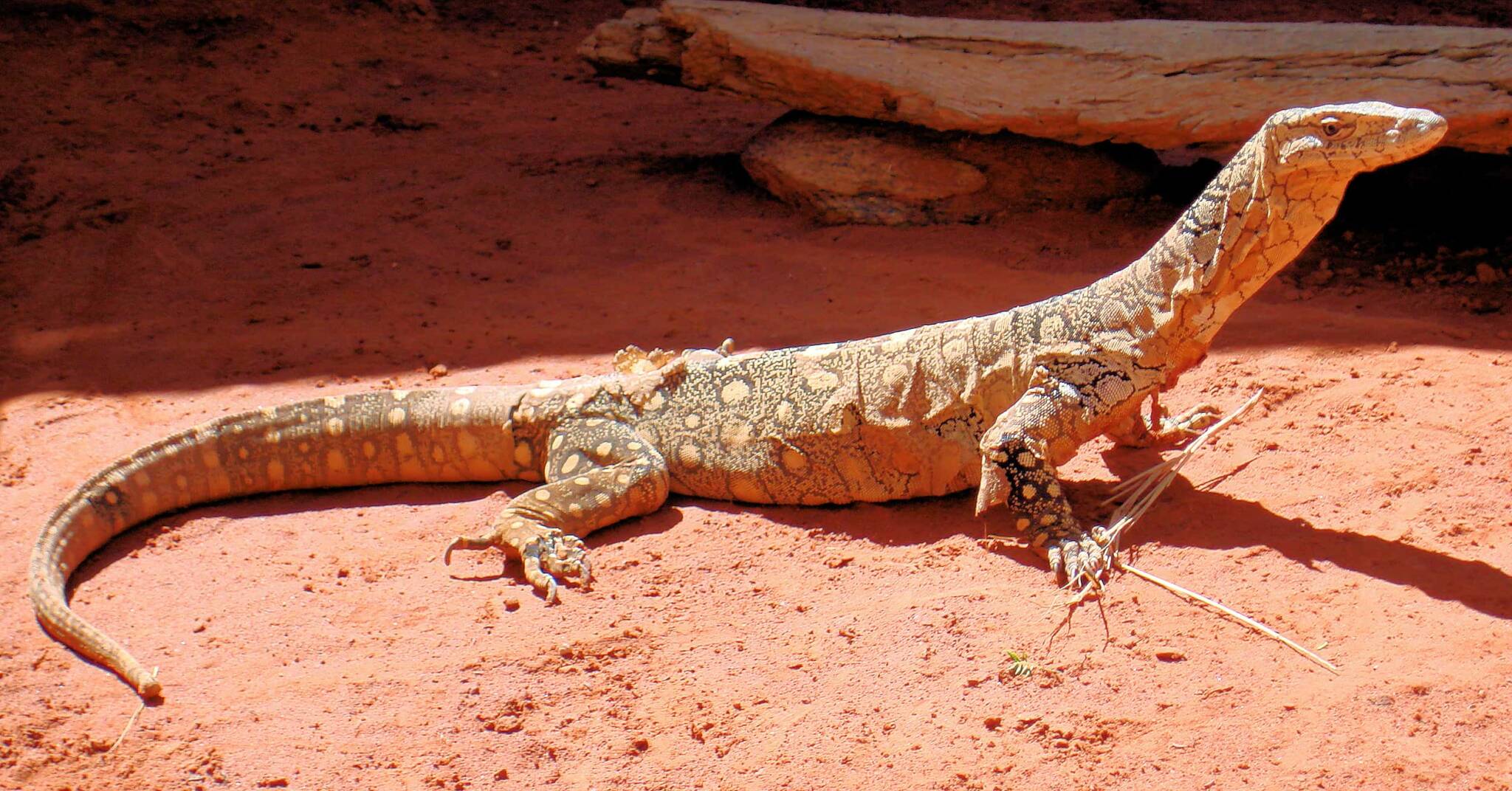 Perentie – Ausemade
