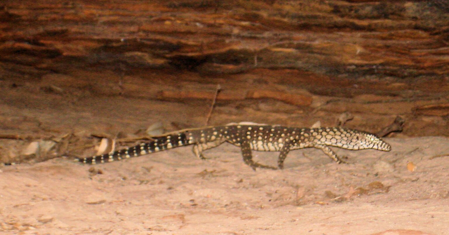 Perentie – Ausemade