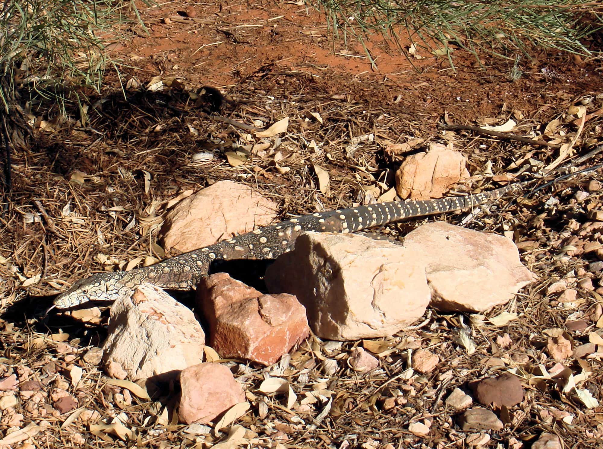 Perentie – Ausemade