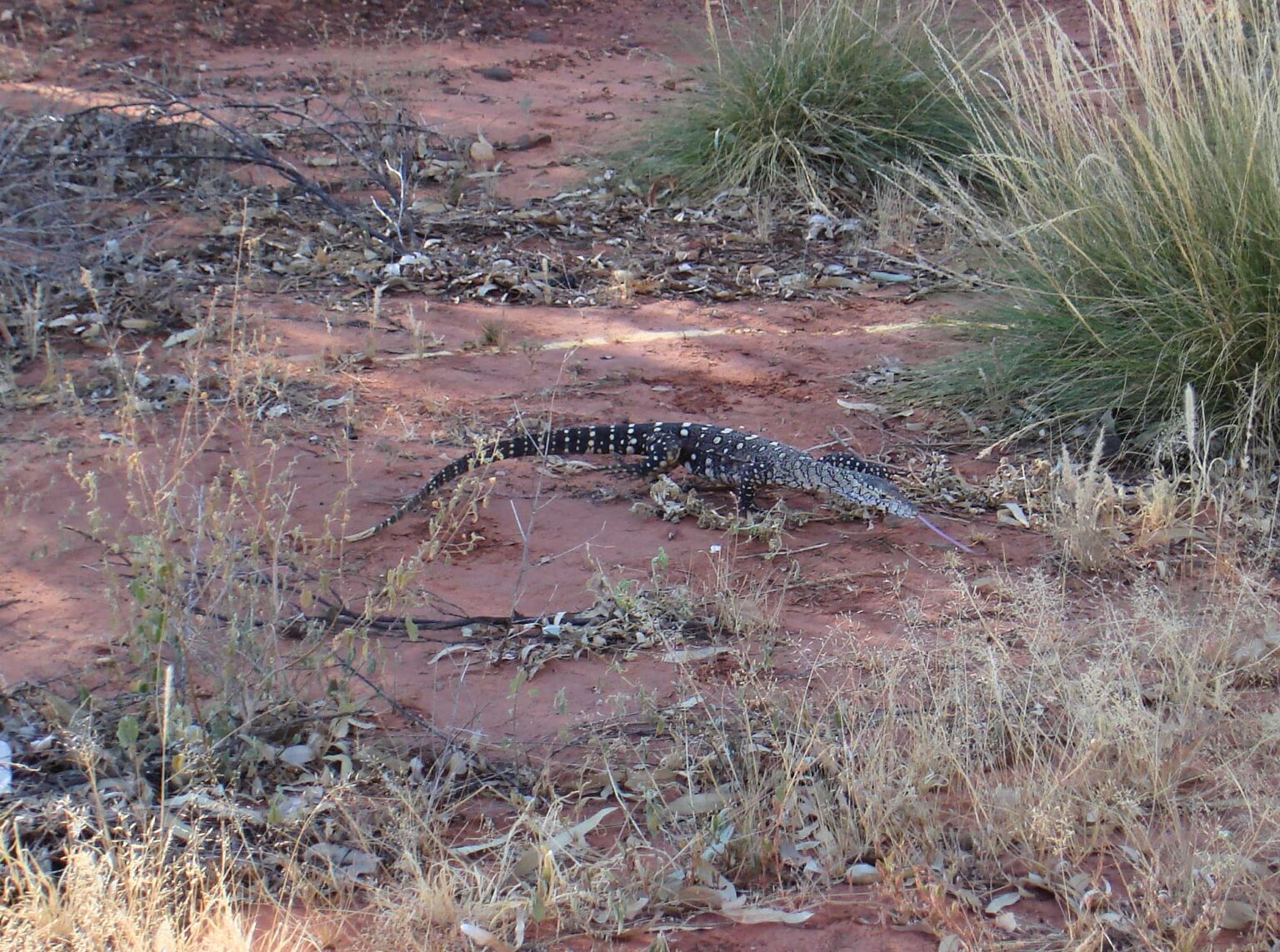 Perentie – Ausemade