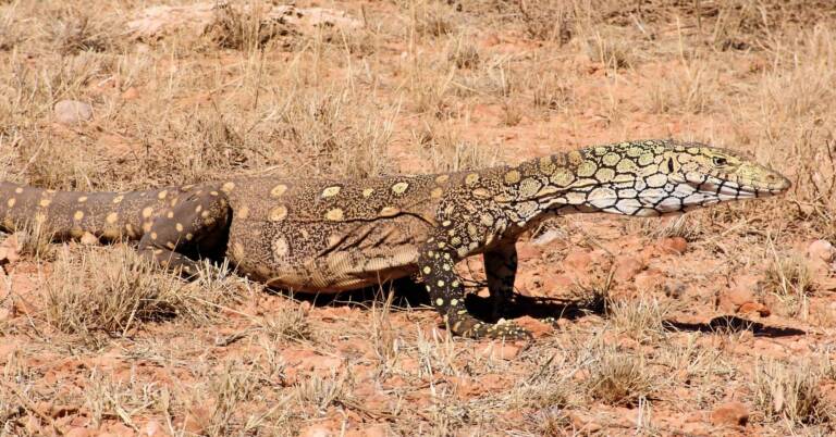 Perentie – Ausemade