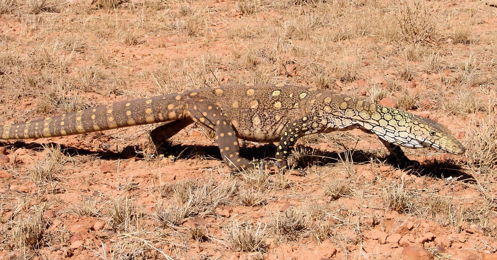 Goanna, Monitor, Perentie – Ausemade