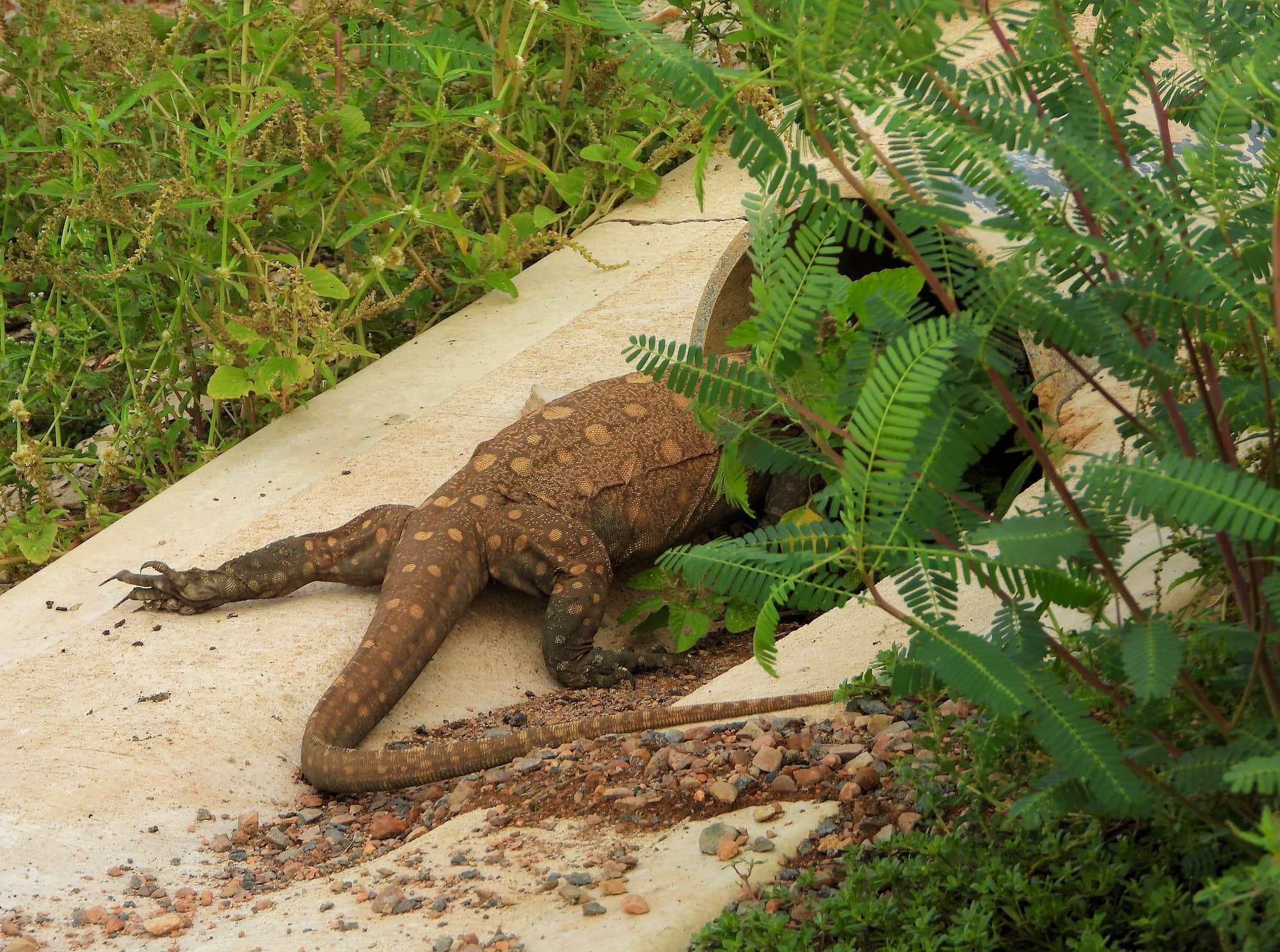 Perentie at the Ponds – Ausemade
