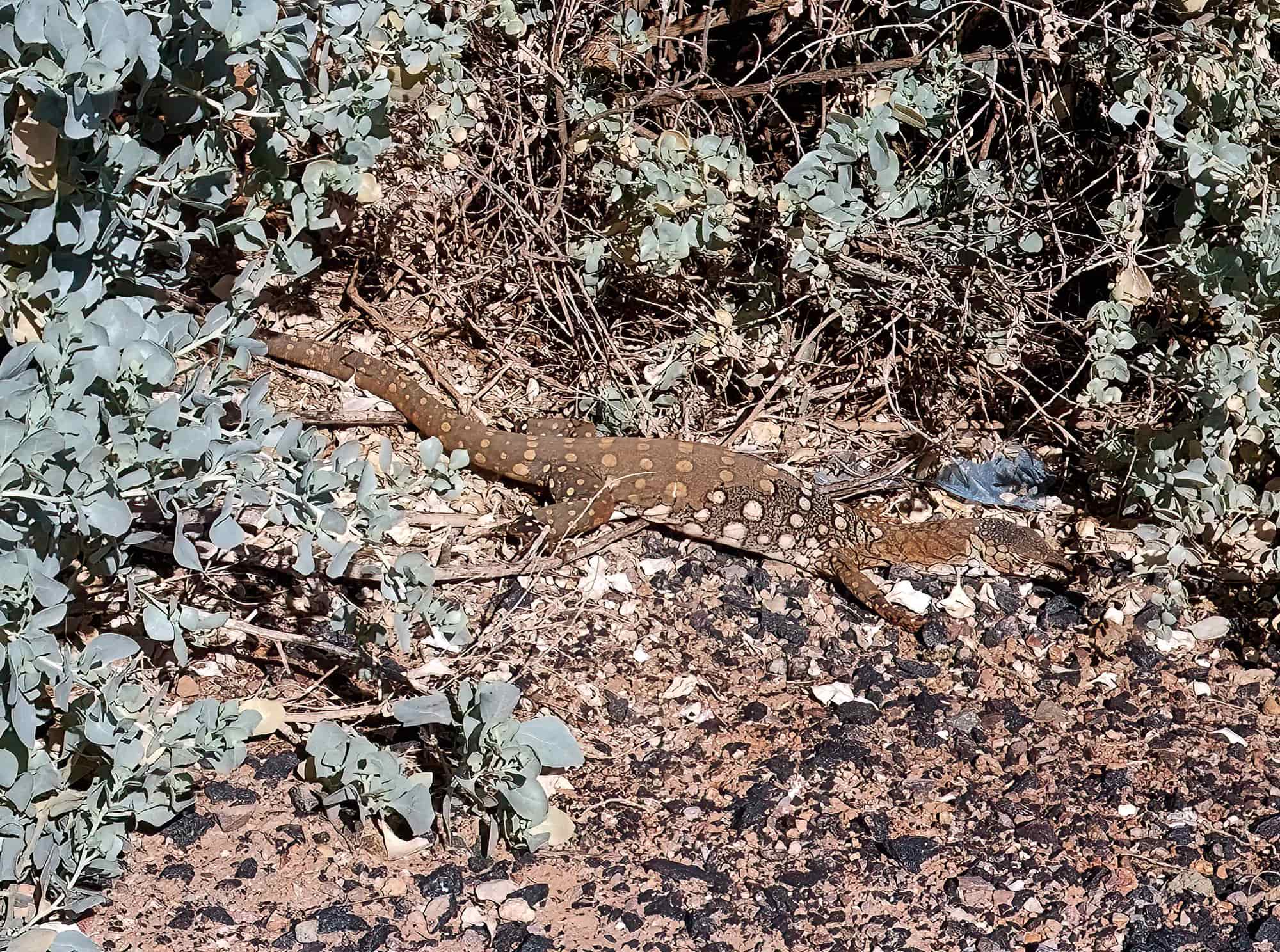 Perentie at the Ponds – Ausemade