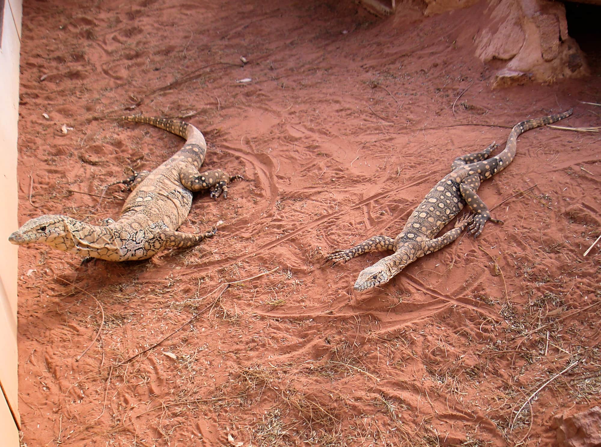 Perentie – Ausemade