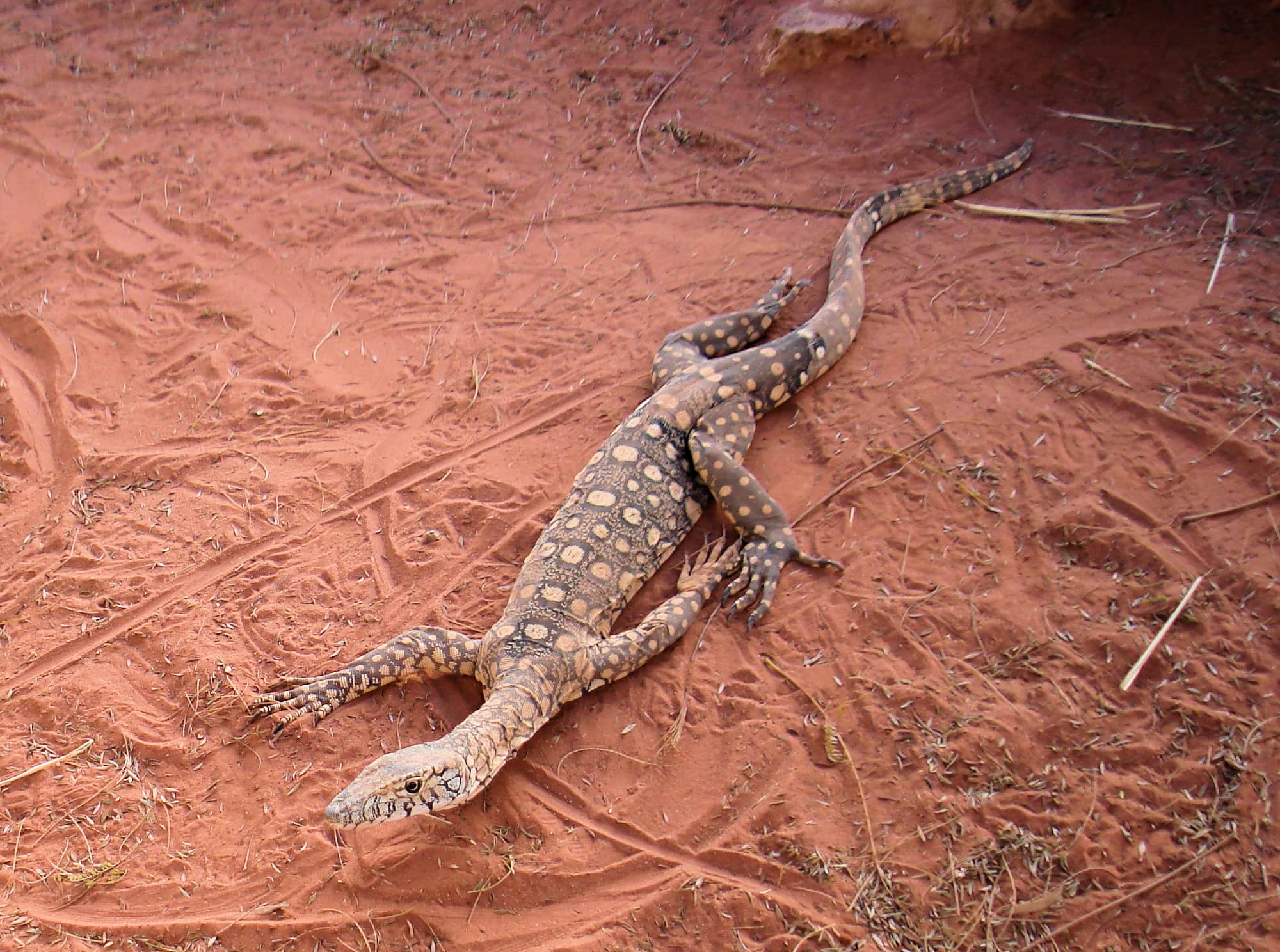 Perentie – Ausemade